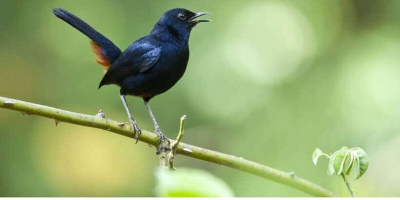 From Dambulla: Full Day Safari at Minneriya National Park - Final Thoughts: Who Should Consider This Safari?