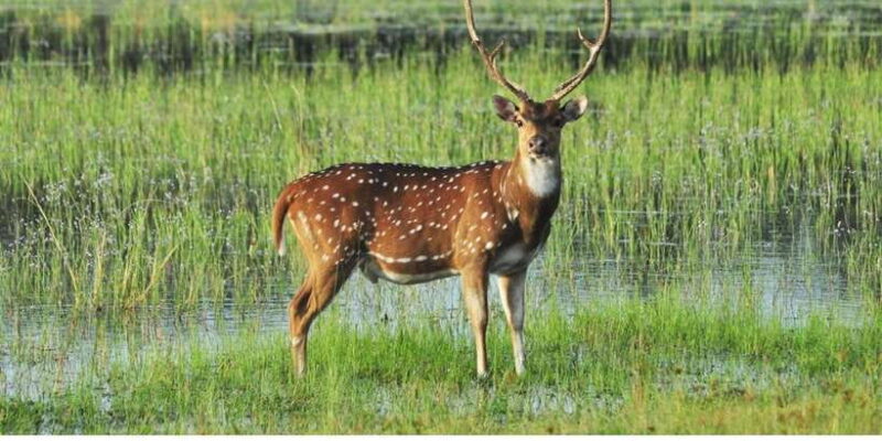 From Dambulla: Full Day Safari at Minneriya National Park - FAQ