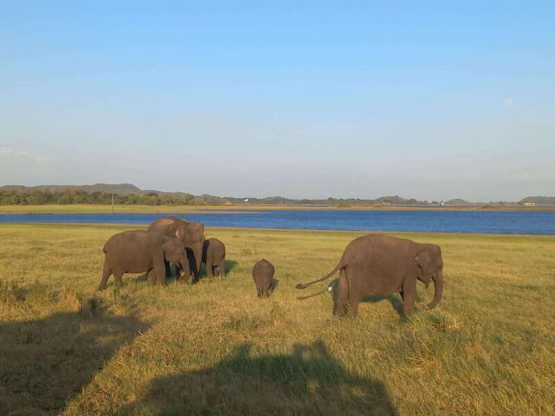 From Dambulla: Minneriya National Park wild Jeep Safari - Scenic Highlights: Minneriya Lake and Dam