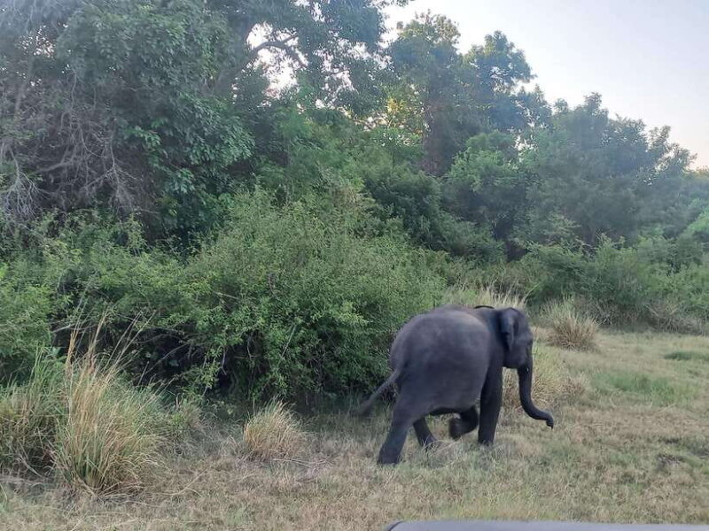 From Dambulla: Minneriya National Park wild Jeep Safari - The Itinerary Breakdown