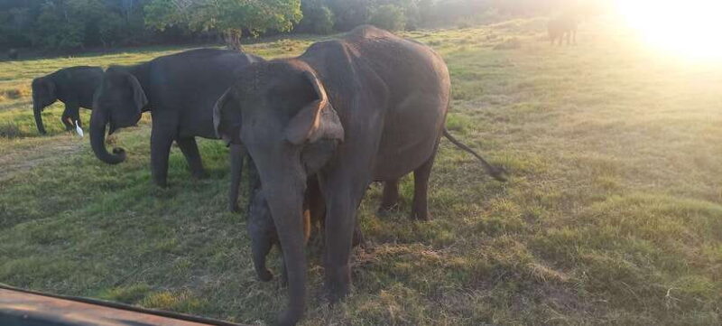 From Dambulla: Minneriya National Park wild Jeep Safari - What the Reviews Say