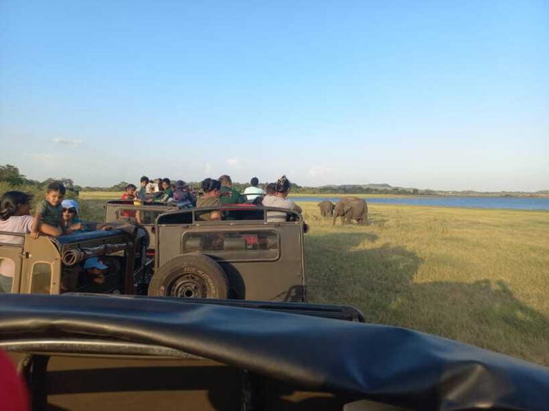 From Dambulla: Minneriya National Park wild Jeep Safari - Who Will Love This Tour?