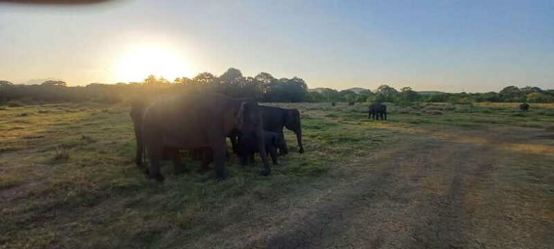 From Dambulla: Minneriya National Park wild Jeep Safari - Practical Tips for Travelers