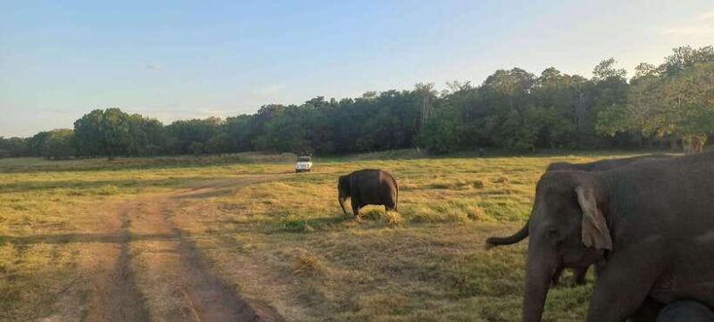 From Dambulla: Minneriya National Park wild Jeep Safari - The Sum Up