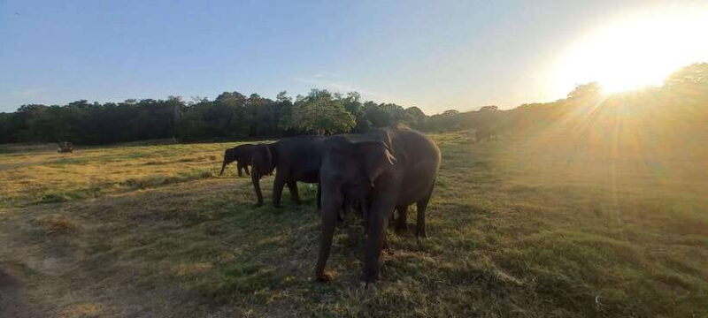 From Dambulla: Minneriya National Park wild Jeep Safari - FAQ
