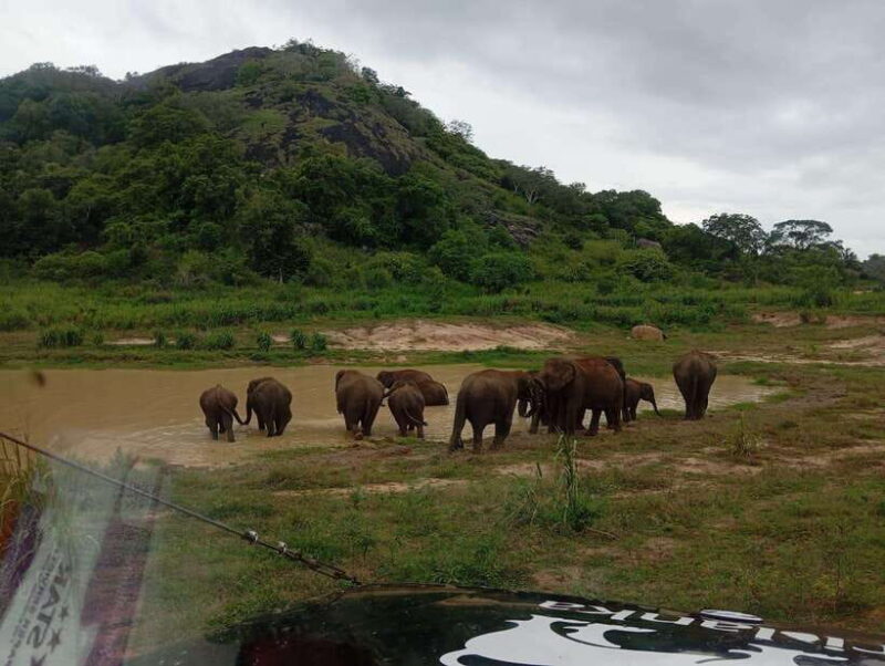 From Dambulla/Sigiriya/: Minneriya National Park 4hr safari - The Cost and Value Considerations