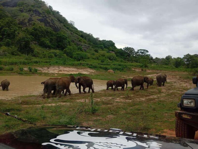 From Dambulla/Sigiriya/: Minneriya National Park 4hr safari - Practical Tips for a Smooth Safari