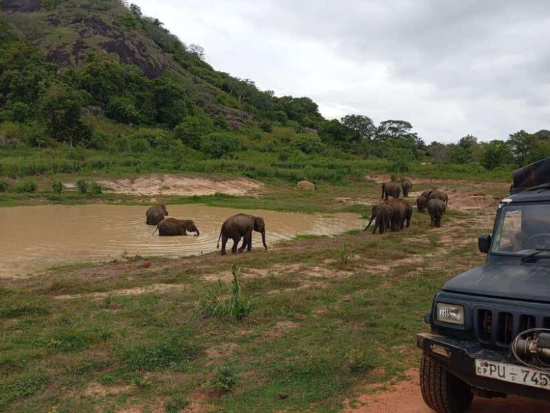 From Dambulla/Sigiriya/: Minneriya National Park 4hr safari - Who Should Book This Tour?