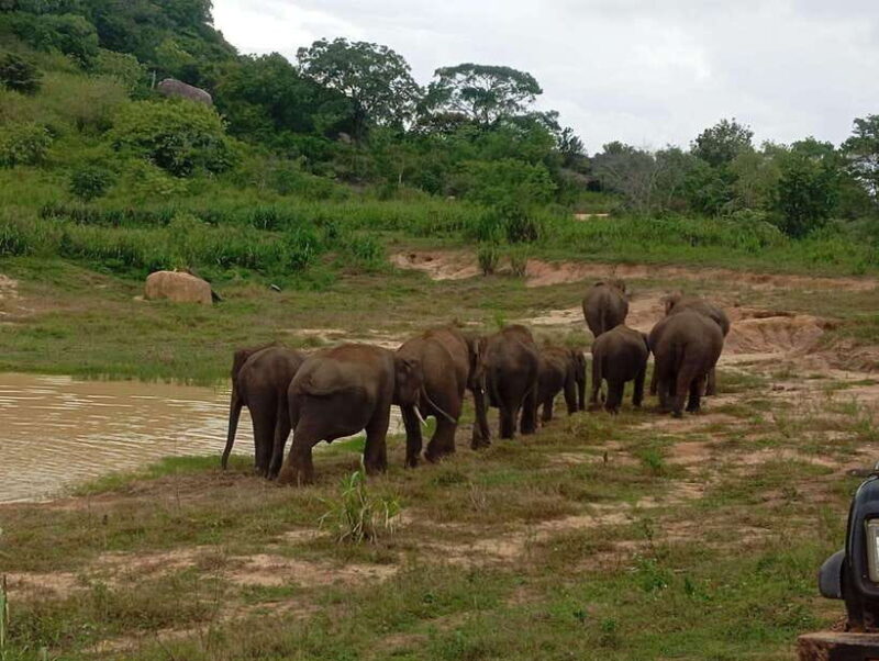 From Dambulla/Sigiriya/: Minneriya National Park 4hr safari - FAQ