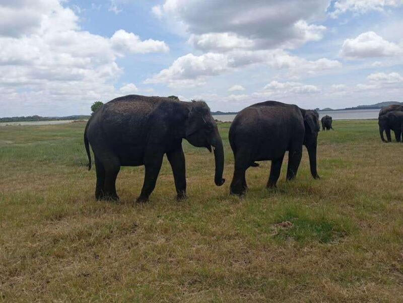 From Dambulla: Sigiriya Rock Fortress and Minneriya Safari - Minneriya National Park: A Wildlife Wonderland