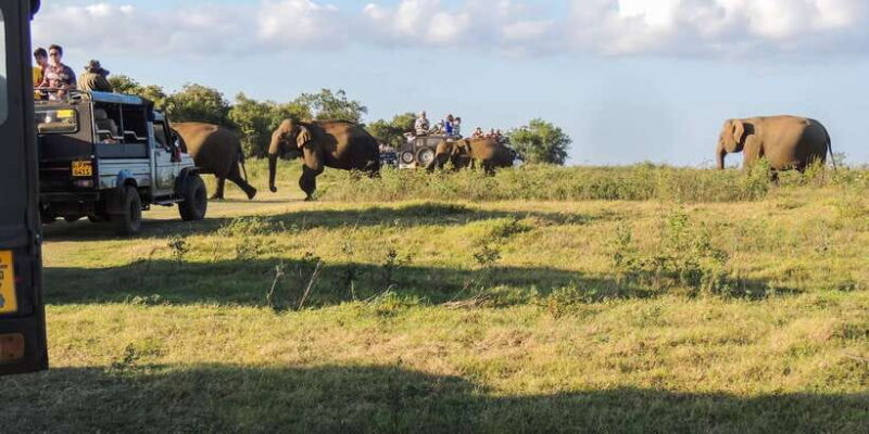 From Dambulla: Sigiriya Rock, Village, and Minneriya Tour - Relaxing on a Catamaran and Harvesting the Senses
