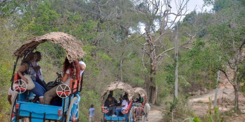 From Dambulla: Sigiriya Rock, Village, and Minneriya Tour - Who Will Love This Tour?