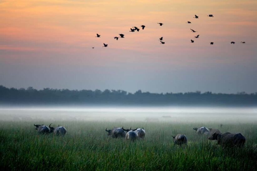 From Darwin: Kakadu National Park Day Tour with Cruise (3A) - The Sum Up