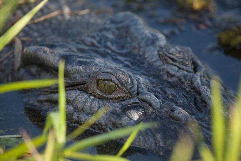 From Darwin: Litchfield National Park Day Trip - Exploring Litchfield National Park from Darwin: A Guide to the Ultimate Day Trip