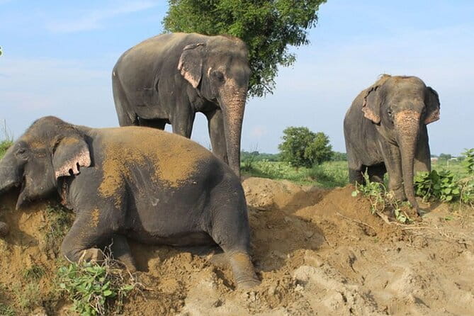 From Delhi: 1-day trip Mathura with Elephant conservation - FAQ