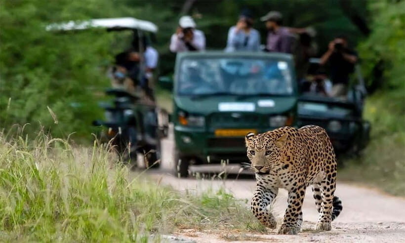 From Delhi: 4-Day Golden Triangle Tour with Leopard Safari - Who Should Consider This Tour?