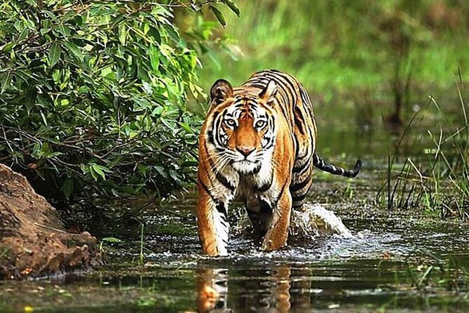 From Delhi: 5-Day Golden Triangle Tour & Ranthambore Tiger Safari - Why This Tour Offers Great Value