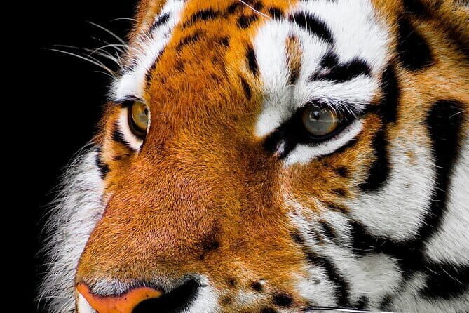 From Delhi: 7-Days Tiger Safari & Golden Triangle Tour - A Practical Look at the 7-Day Tiger Safari & Golden Triangle Tour from Delhi