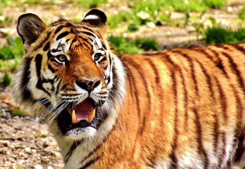 From Delhi: Golden Triangle & Ranthambore Tiger Safari Tour - Key Points
