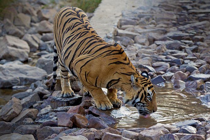 From Delhi: Golden Triangle with Tiger Safari Private Tour - Why This Tour Works for Travelers