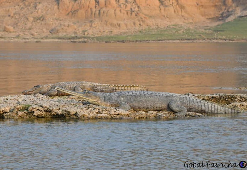 From Delhi : Private Chambal River Safari - A Closer Look at the Itinerary and Experience