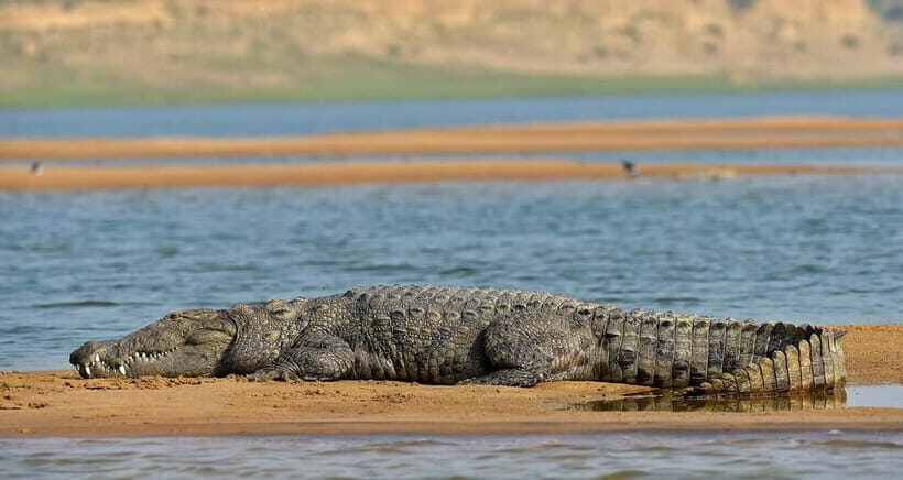 From Delhi : Private Chambal River Safari - Practical Tips for Travelers