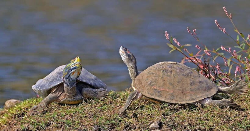 From Delhi : Private Chambal River Safari - Who This Tour Is Best For