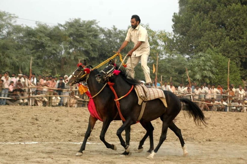 From Delhi : Private Chambal River Safari - Final Thoughts