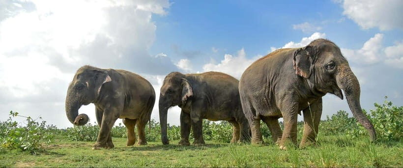 From Delhi: Taj Mahal, Agra Fort & Elephant Centre Tour - An In-Depth Look at the Tour Experience