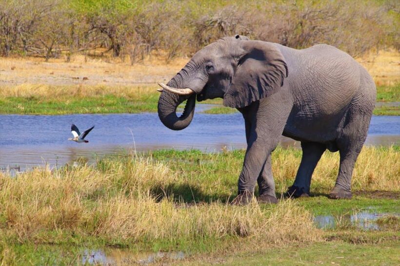 From Delhi: Taj Mahal, Agra Fort & Elephant Rescue Tour - An Introduction to the Tour Experience