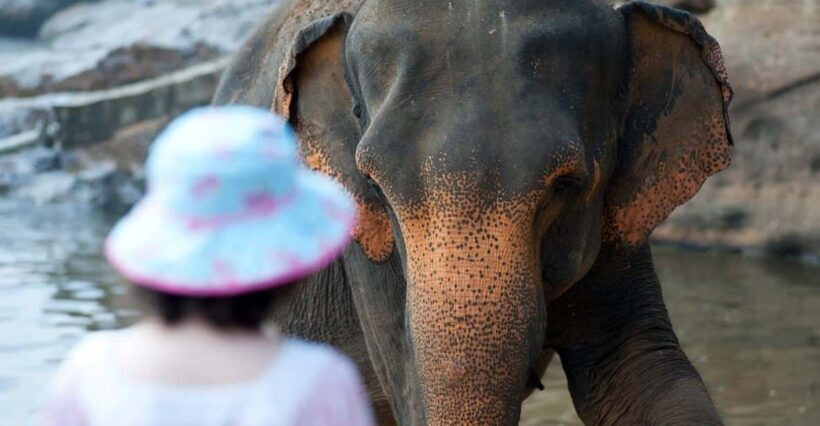 From Delhi: Taj Mahal, Agra Fort & Elephant Sanctuary Tour - A Comprehensive Look at the Tour Experience