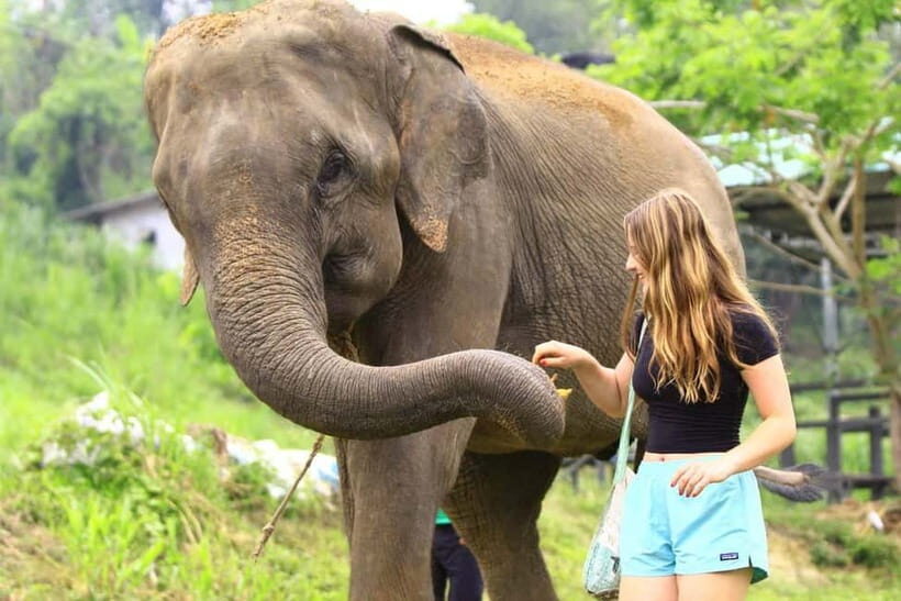 From Delhi: Taj Mahal Sunrise and Elephant Conservation Tour - A Closer Look at the Itinerary and What to Expect