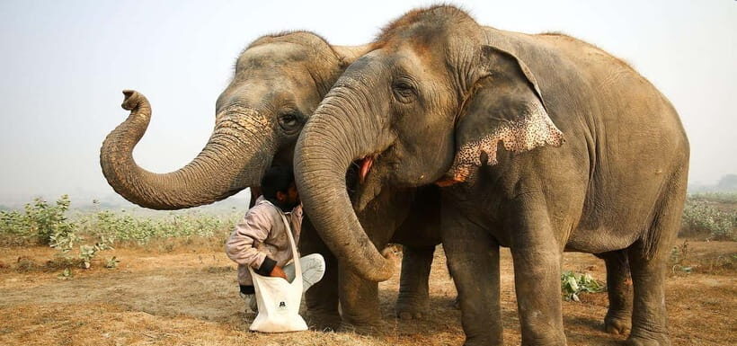 From Delhi: Taj Mahal Sunrise and Elephant Conservation Tour - Optional Add-Ons and Extra Sightseeing
