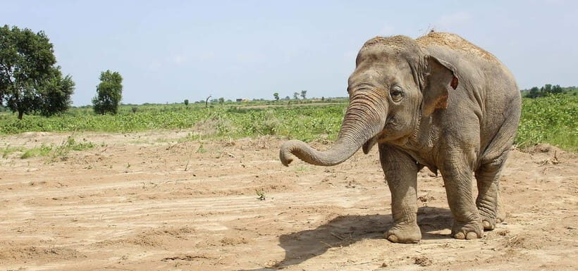 From Delhi: Taj Mahal Sunrise and Elephant Conservation Tour - What the Reviews Tell Us
