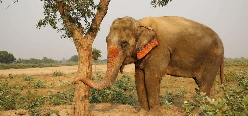 From Delhi: Taj Mahal Sunrise and Elephant Conservation Tour - Who Should Consider This Tour?