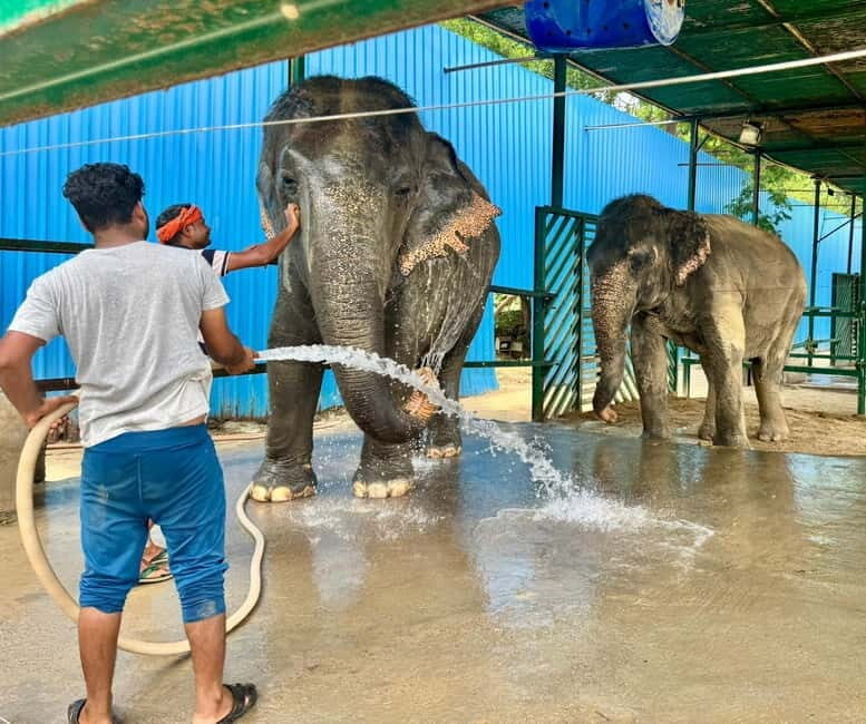 From Delhi: Taj Mahal Sunrise & Elephant Conservation by Car - An In-Depth Look at the Tour Experience