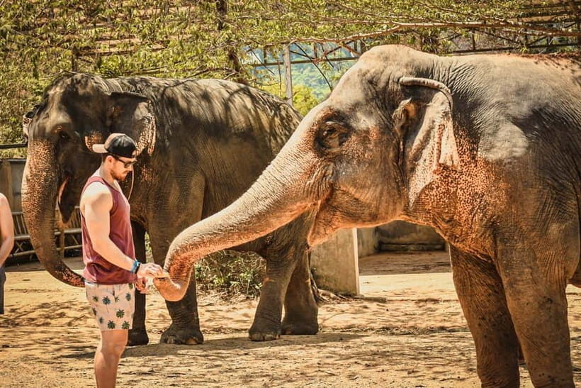 From Delhi: Taj Mahal Sunrise & Elephant Rescue Private Tour - An In-Depth Look at the Tour Experience