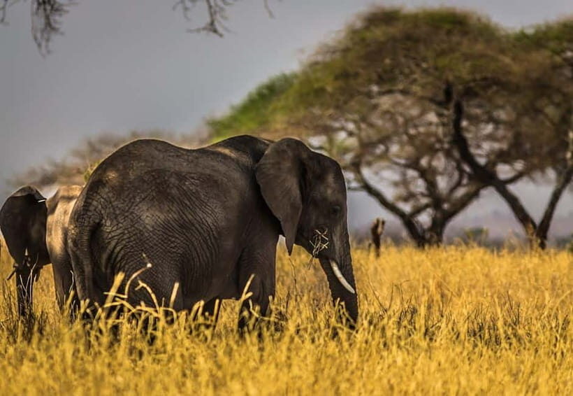 From Delhi: Taj Mahal Sunrise Tour w/ Elephant Conservation - Key Points
