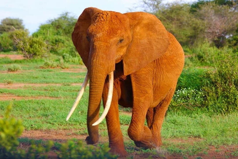 From Delhi: Taj Mahal Sunrise Tour w/ Elephant Conservation - The Itinerary: What to Expect on Your Day Trip