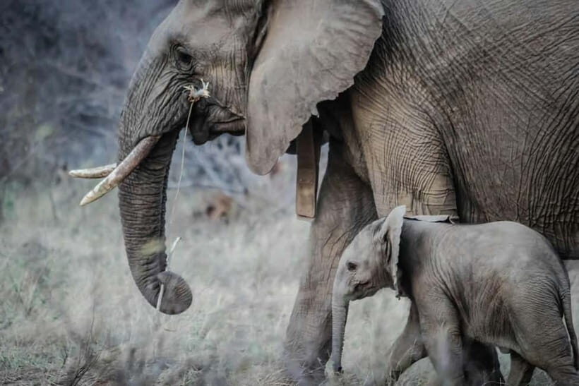 From Delhi: Taj Mahal Sunrise Tour w/ Elephant Conservation - Practical Tips for Travelers