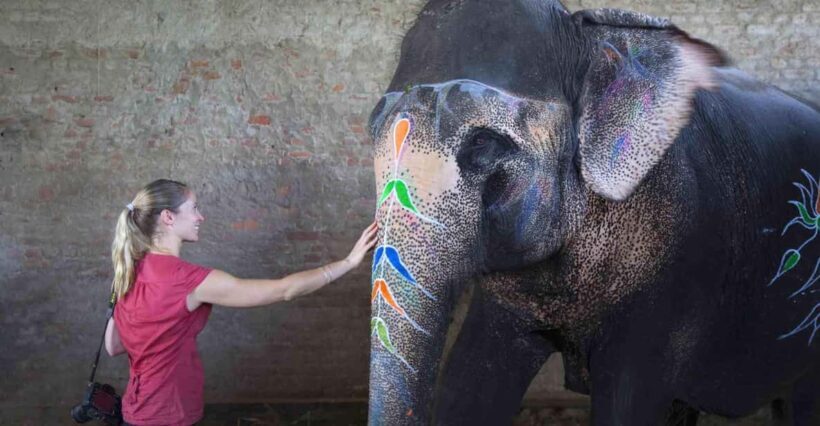 From Delhi: Taj Mahal Sunrise Tour w/ Elephant Conservation - The Experience in Detail