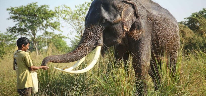 From Delhi: Taj Mahal Sunrise Tour w/ Elephant Conservation - FAQ