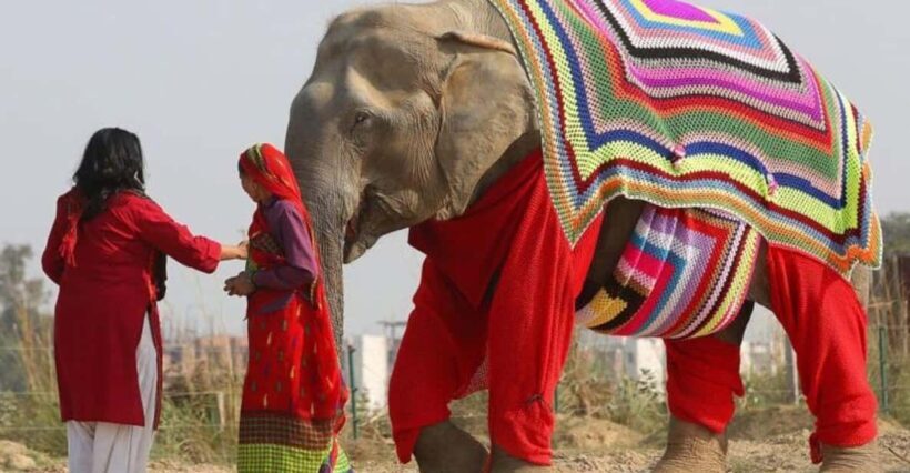 From Delhi: Taj Mahal with Photographer & Elephant SOS Tour - The Itinerary in Detail