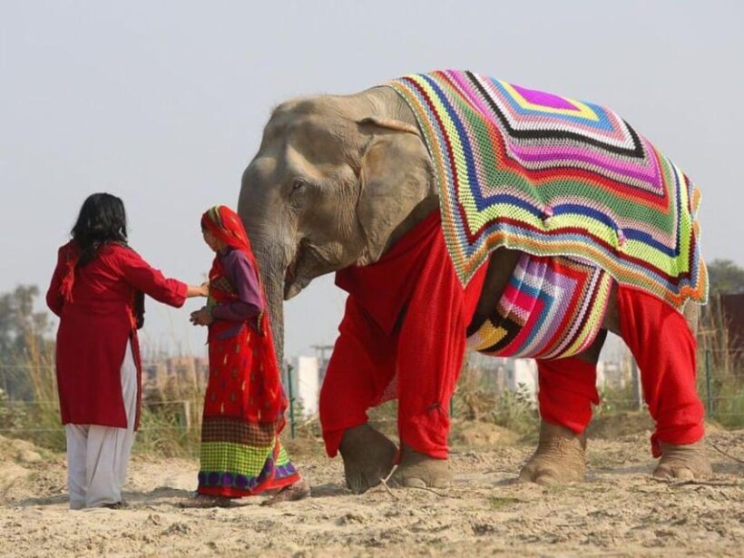 From Delhi: Taj Mahal with Photographer & Elephant SOS Tour - Who Will Appreciate This Tour?
