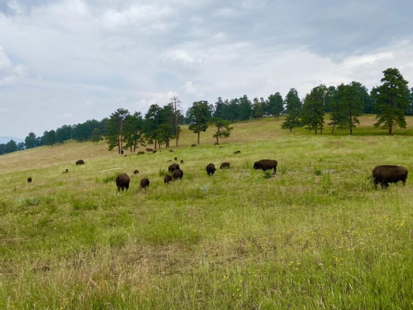 From Denver: Red Rocks and Foothills Half-Day Guided Tour - A Deep Dive into the Experience