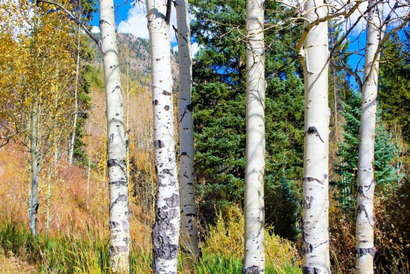 From Denver: Red Rocks, Evergreen, and Echo Lake Tour - Practical Tips for Participants