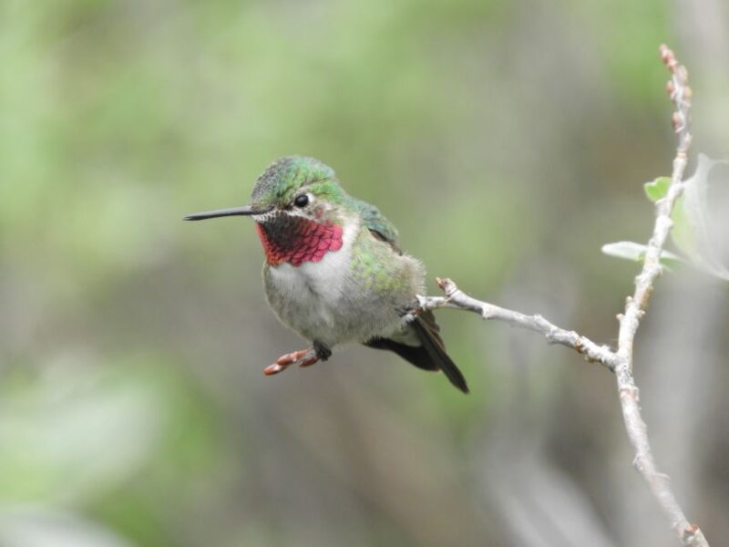 From Denver: Rocky Mountains Jeep Tour with Picnic Lunch - Practical Aspects and Value