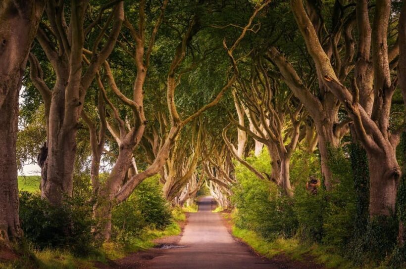 From Dublin: Giant's Causeway, Dark Hedge & Belfast Tour - Key Points