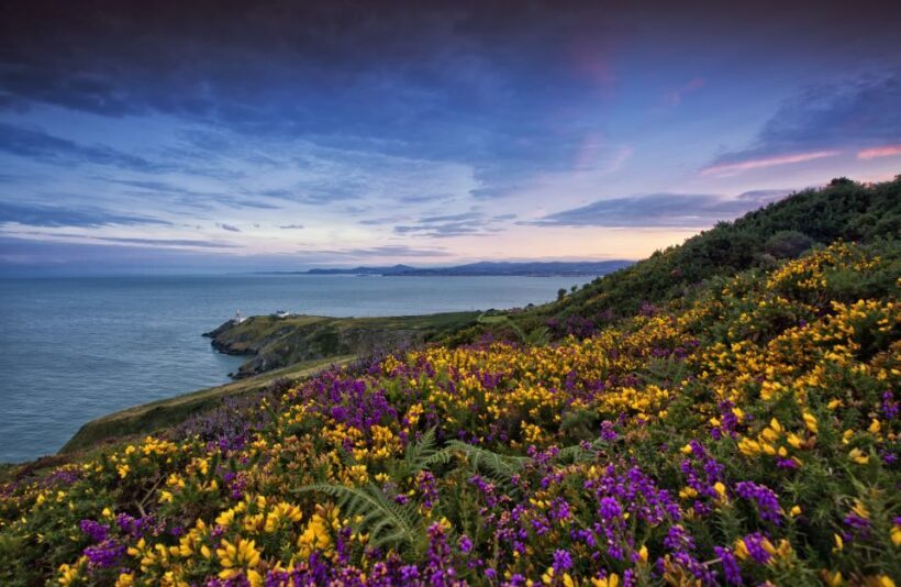 From Dublin: Half-Day Guided Coastal Tour to Howth Village - Who This Tour Is Perfect For