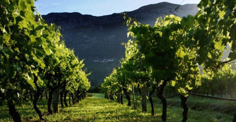 From Dubrovnik Konavle wine tasting tour and Cavtat - Who Will Enjoy This Tour?